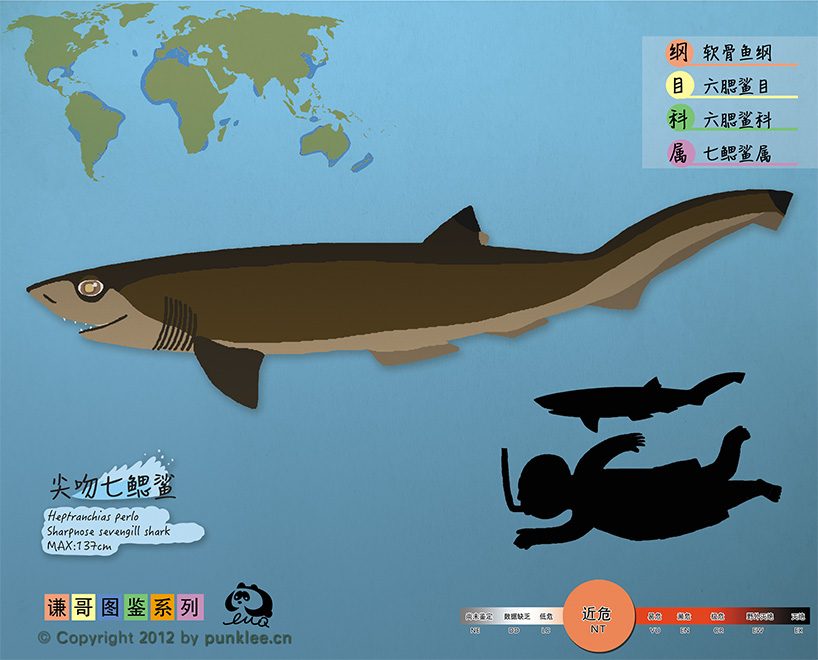 六鳃鲨目 Hexanchiformes – 李墨谦绘馆 Li Moqian Painting Museum