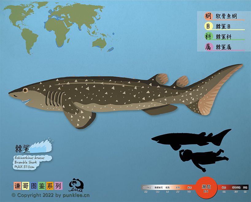 棘鲨目&角鲨目·上 Echinorhiniformes & Squaliformes·Part I – 李墨谦绘馆 Li Moqian ...
