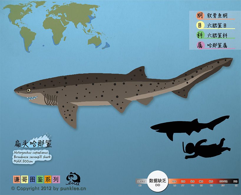 六鳃鲨目 Hexanchiformes – 李墨谦绘馆 Li Moqian Painting Museum