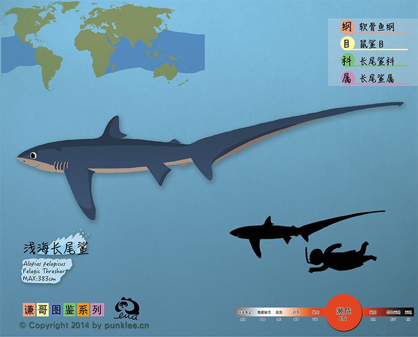 鼠鲨目 Lamniformes – 李墨谦绘馆 Li Moqian Painting Museum
