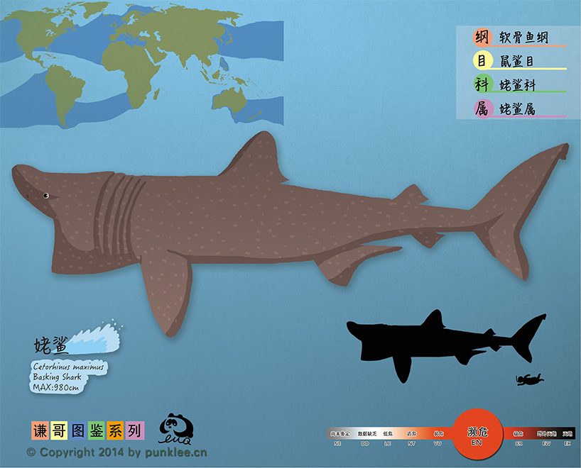 鼠鲨目 Lamniformes – 李墨谦绘馆 Li Moqian Painting Museum