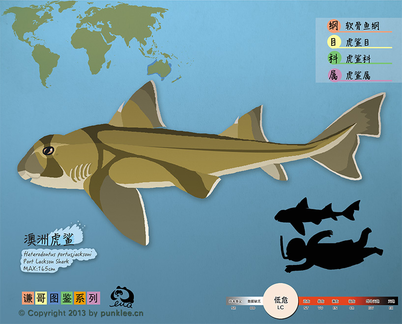 虎鲨目 Heterodontiformes – 李墨谦绘馆 Li Moqian Painting Museum