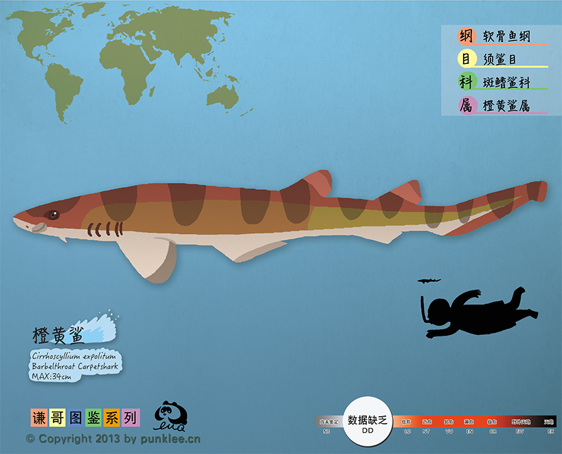 须鲨目 Orectolobiformes – 李墨谦绘馆 Li Moqian Painting Museum