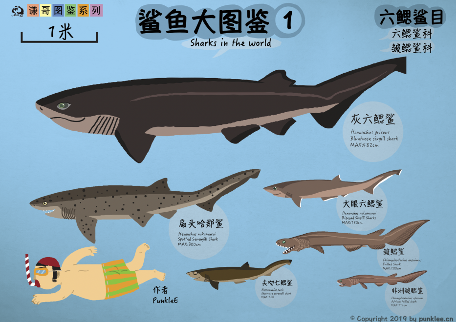 六鳃鲨目 Hexanchiformes – 李墨谦绘馆 Li Moqian Painting Museum