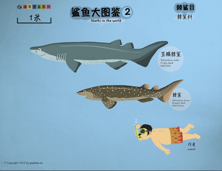 棘鲨目&角鲨目·上 Echinorhiniformes & Squaliformes·Part I – 李墨谦绘馆