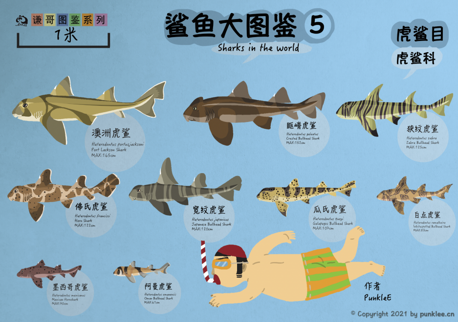 虎鲨目 Heterodontiformes – 李墨谦绘馆 Li Moqian Painting Museum