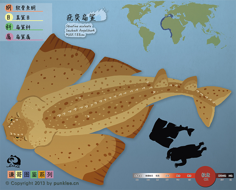 扁鲨目 Squatiniformes – 李墨谦绘馆 Li Moqian Painting Museum