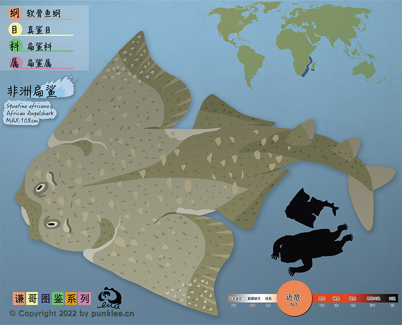 扁鲨目 Squatiniformes – 李墨谦绘馆 Li Moqian Painting Museum