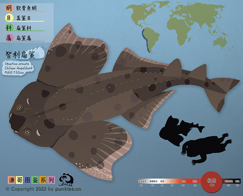 扁鲨目 Squatiniformes – 李墨谦绘馆 Li Moqian Painting Museum