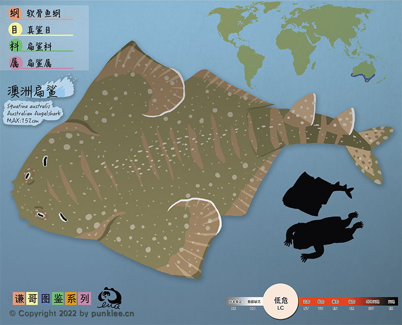 扁鲨目 Squatiniformes – 李墨谦绘馆 Li Moqian Painting Museum