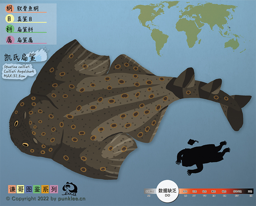扁鲨目 Squatiniformes – 李墨谦绘馆 Li Moqian Painting Museum