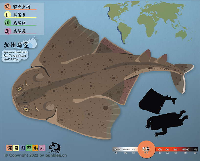 扁鲨目 Squatiniformes – 李墨谦绘馆 Li Moqian Painting Museum