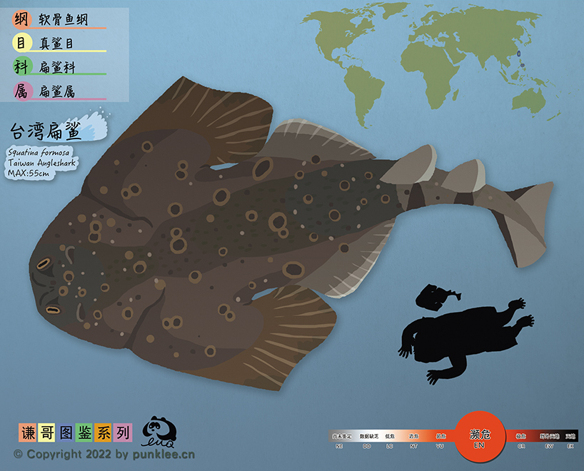 扁鲨目 Squatiniformes – 李墨谦绘馆 Li Moqian Painting Museum