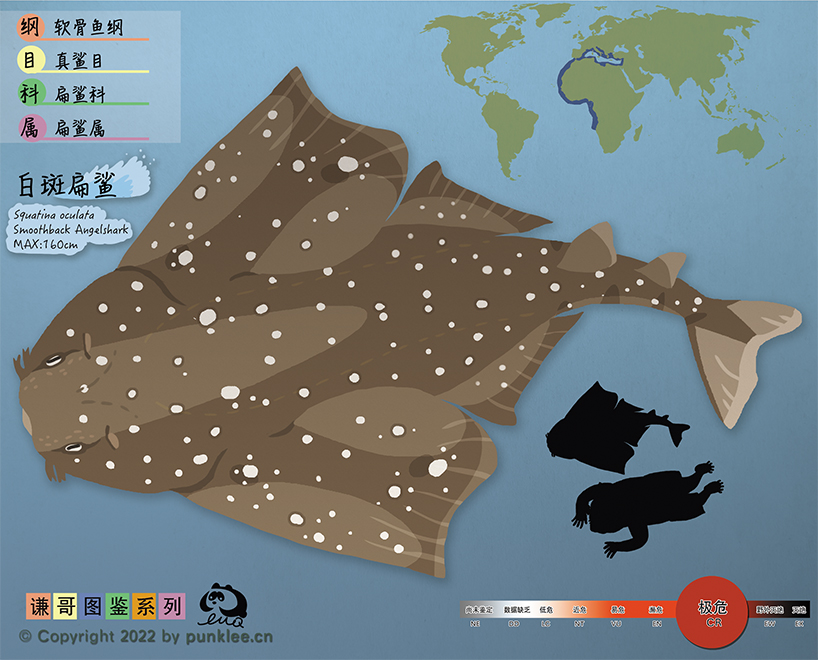 扁鲨目 Squatiniformes – 李墨谦绘馆 Li Moqian Painting Museum