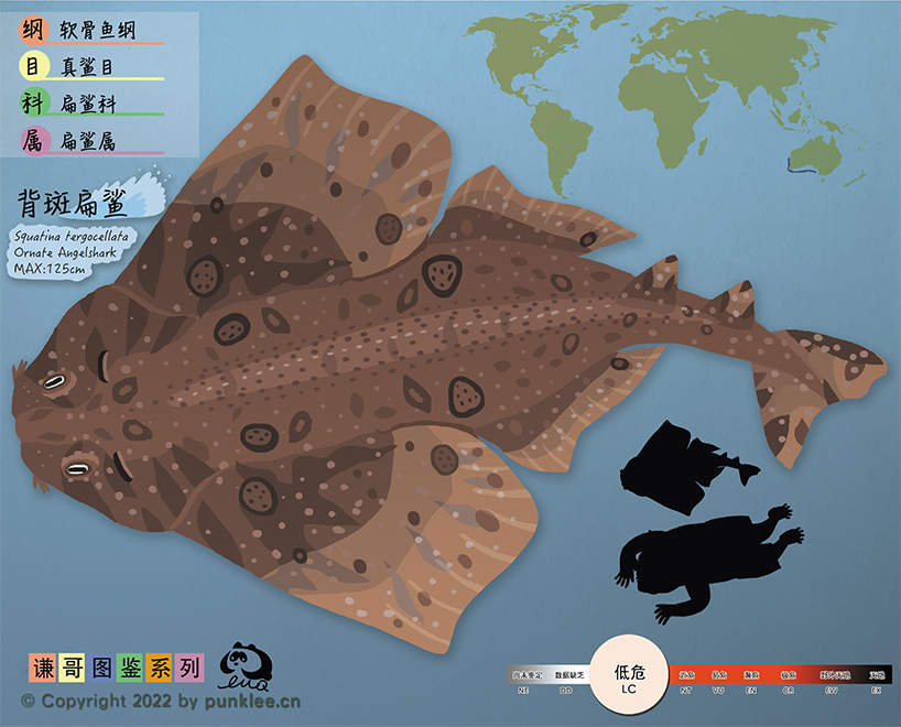 扁鲨目 Squatiniformes – 李墨谦绘馆 Li Moqian Painting Museum