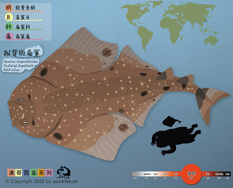 扁鲨目 Squatiniformes – 李墨谦绘馆 Li Moqian Painting Museum