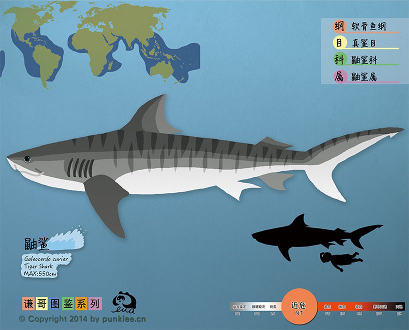 真鲨目·上 Carcharhiniformes·Part I – 李墨谦绘馆 Li Moqian Painting Museum