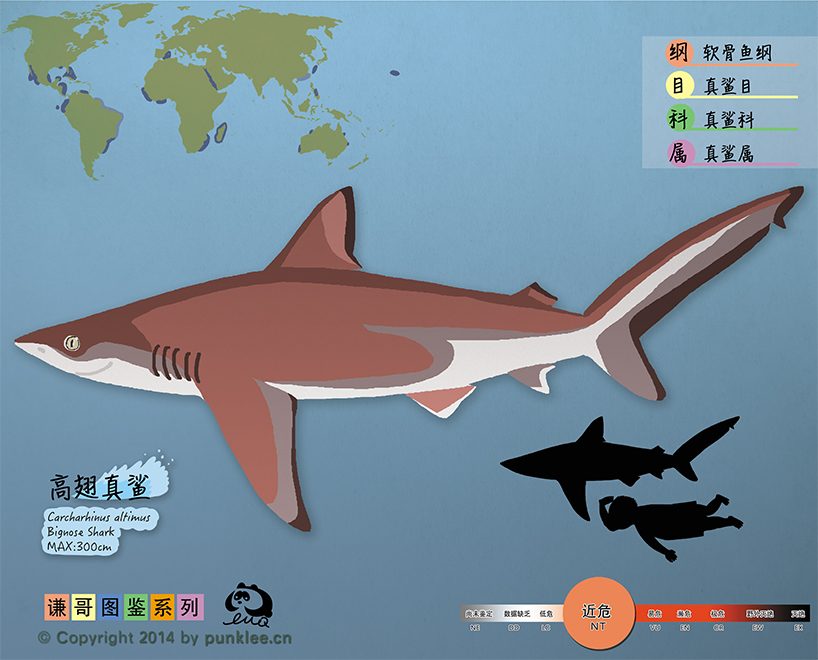 真鲨目·上 Carcharhiniformes·Part I – 李墨谦绘馆 Li Moqian Painting Museum