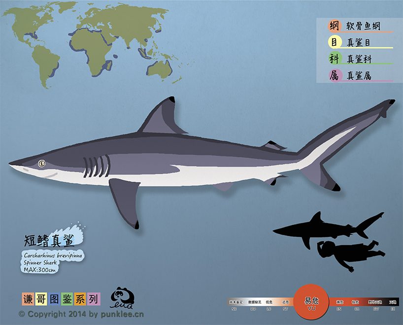 真鲨目·上 Carcharhiniformes·Part I – 李墨谦绘馆 Li Moqian Painting Museum