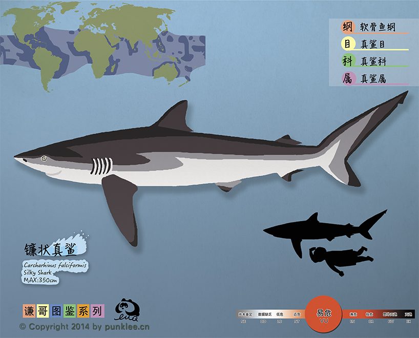 真鲨目·上 Carcharhiniformes·Part I – 李墨谦绘馆 Li Moqian Painting Museum