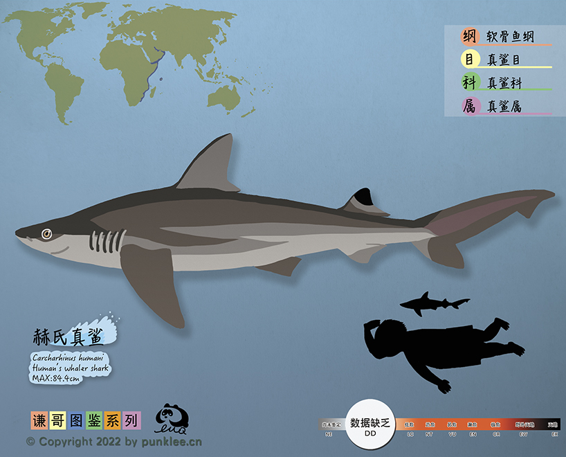真鲨目·上 Carcharhiniformes·Part I – 李墨谦绘馆 Li Moqian Painting Museum