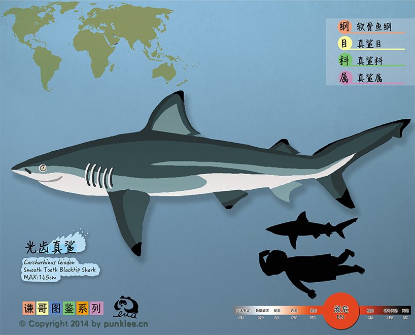 真鲨目·上 Carcharhiniformes·Part I – 李墨谦绘馆 Li Moqian Painting Museum