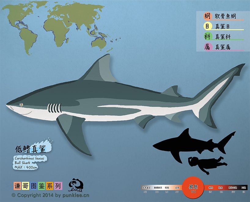 真鲨目·上 Carcharhiniformes·Part I – 李墨谦绘馆 Li Moqian Painting Museum