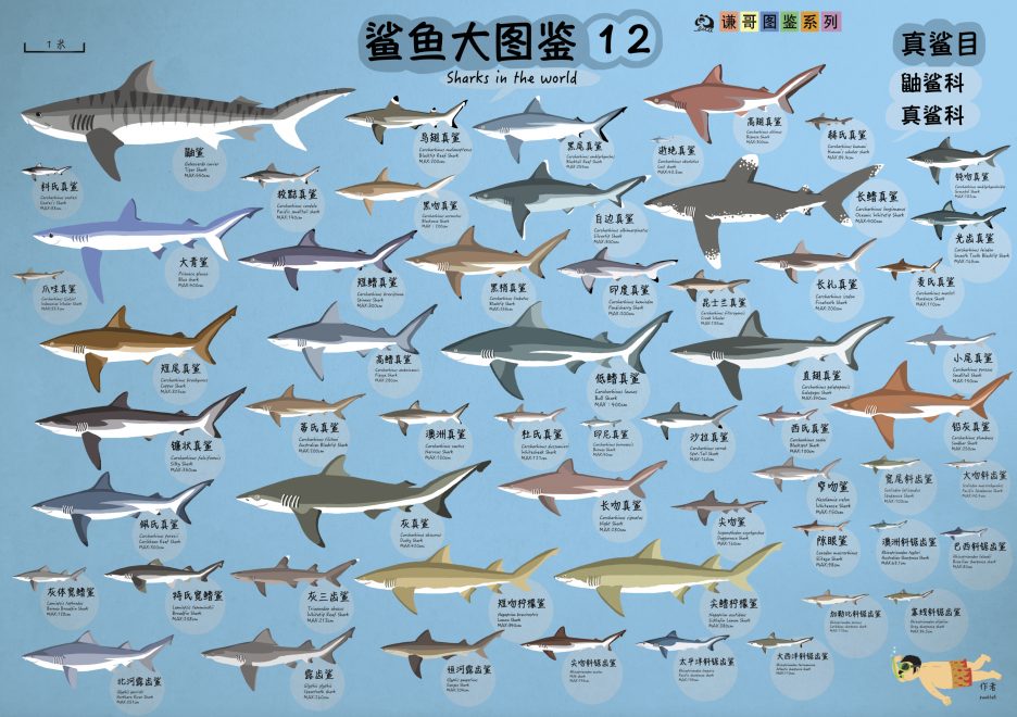 真鲨目·上 Carcharhiniformes·Part I – 李墨谦绘馆 Li Moqian Painting Museum