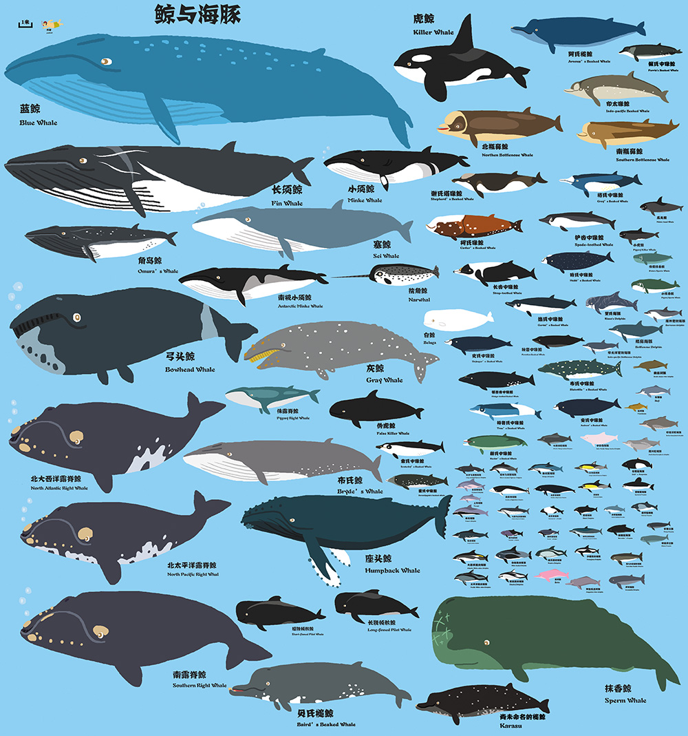 鲸与海豚比例图 – 李墨谦绘馆 Li Moqian Painting Museum