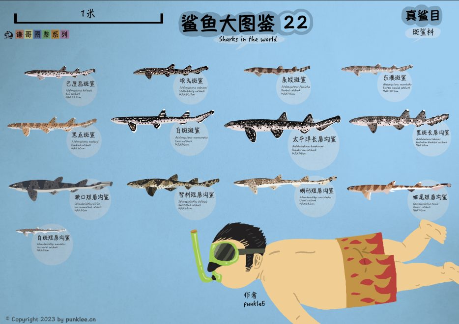 真鲨目·中 Carcharhiniformes·Part II – 李墨谦绘馆 Li Moqian Painting Museum
