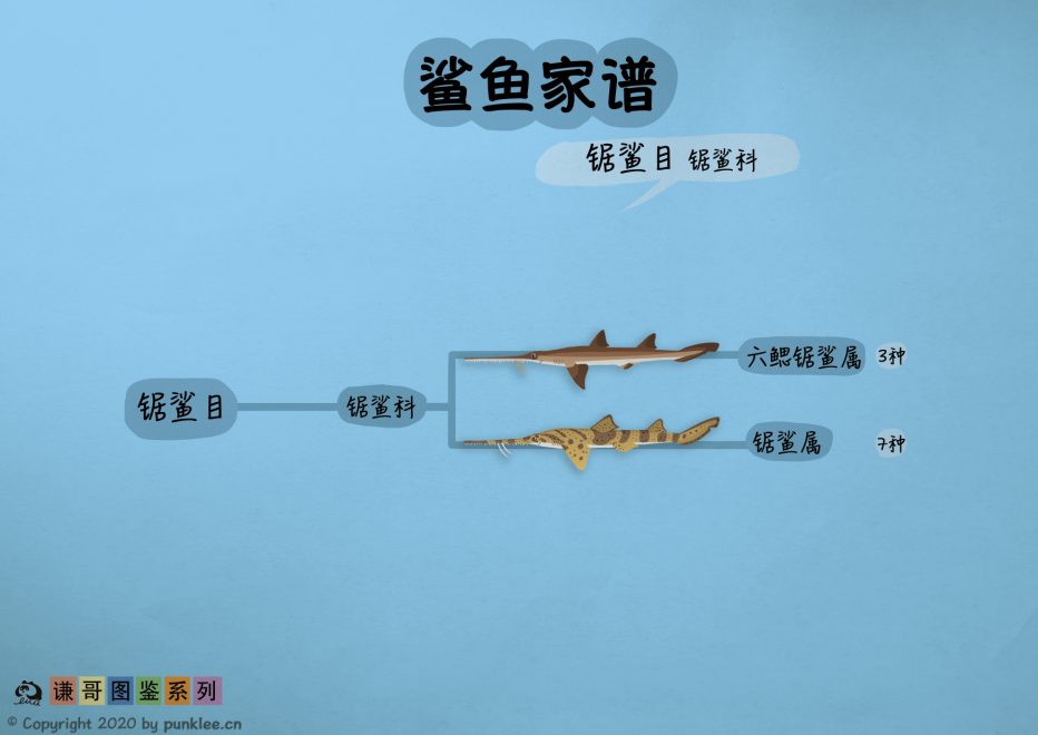 鲨鱼家谱 Family tree of sharks – 李墨谦绘馆 Li Moqian Painting Museum
