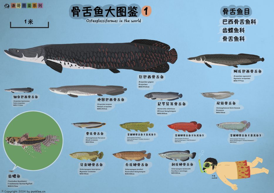 骨舌鱼亚目(Osteoglossiformes) – 李墨谦绘馆 Li Moqian Painting Museum