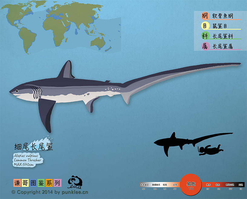 鼠鲨目 Lamniformes – 李墨谦绘馆 Li Moqian Painting Museum